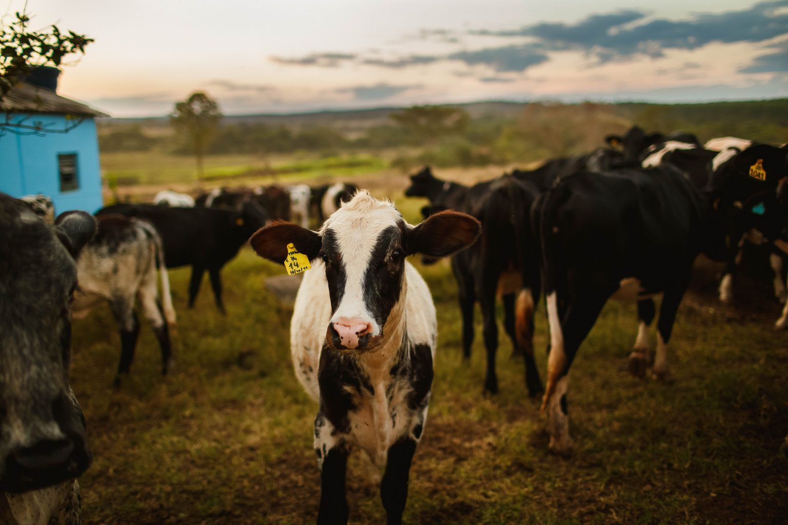 Not all agricultural subsidies are equal: What Slovenian livestock ...
